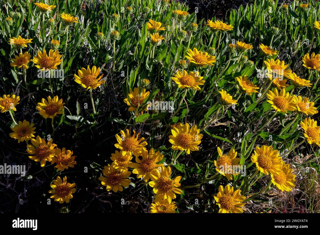 Mules ears hi-res stock photography and images - Alamy