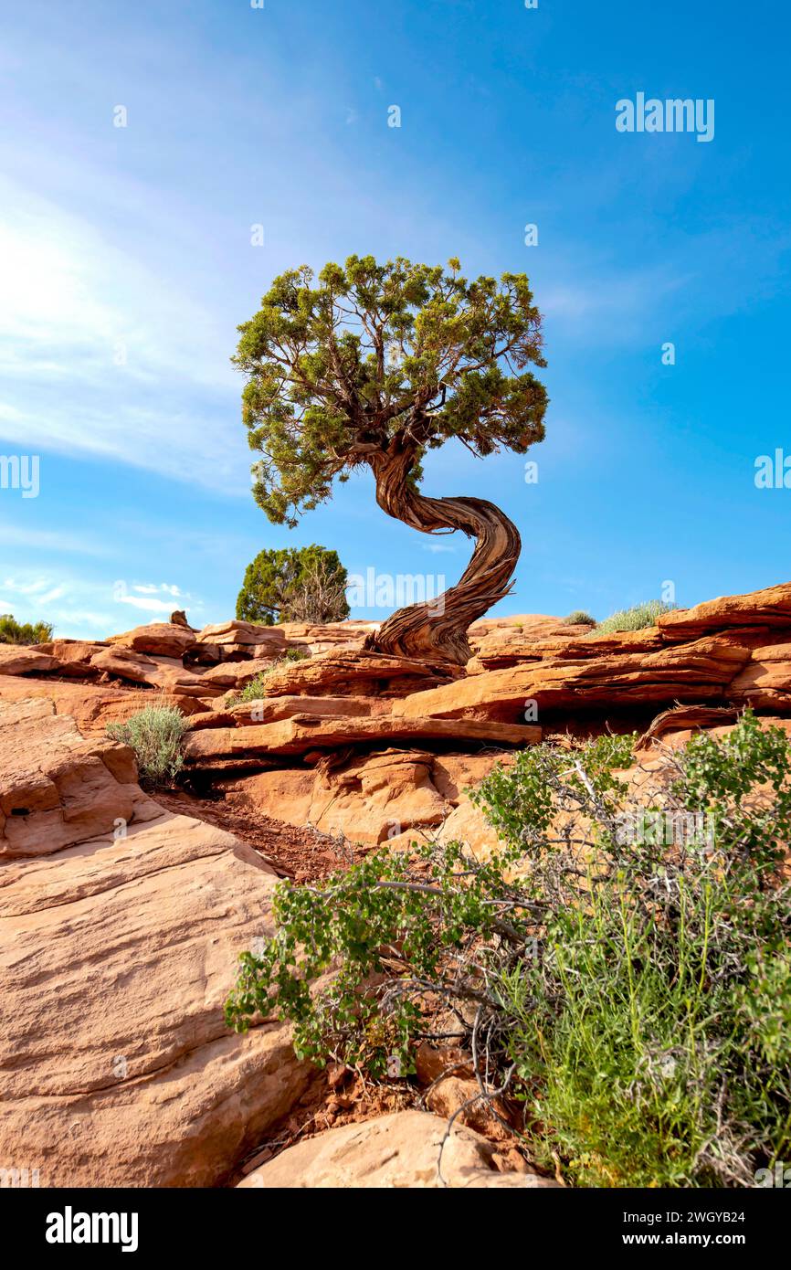 Utah Juniper growing on rock ledge, Utah Stock Photo - Alamy