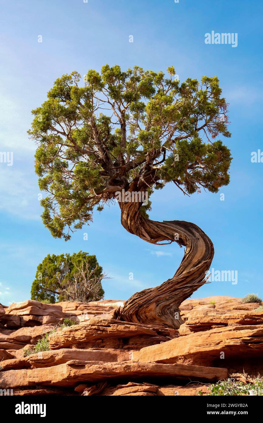 Utah Juniper growing on rock Utah, USA Stock Photo - Alamy