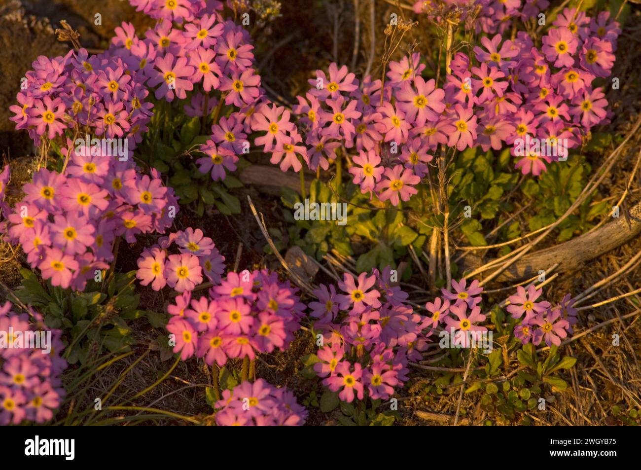 Alaska Dwarf-Primrose, Douglasia ochotensis, purple primrose flowering ...