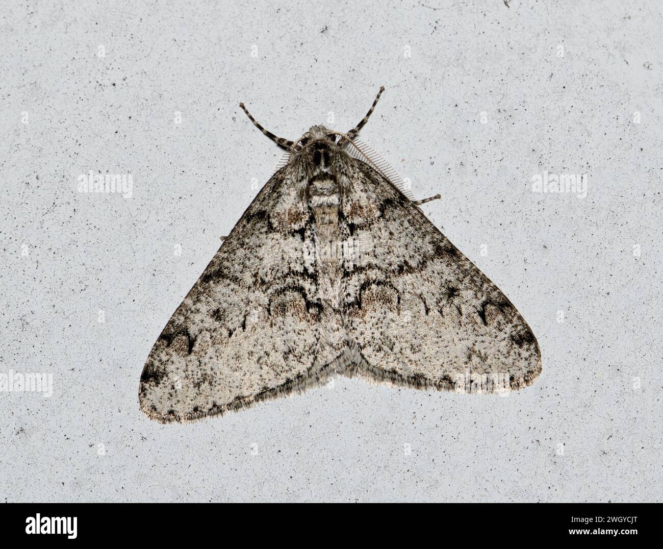 Toothed Phigalia Moth (Phigalia denticulata) isolated on a wall ...