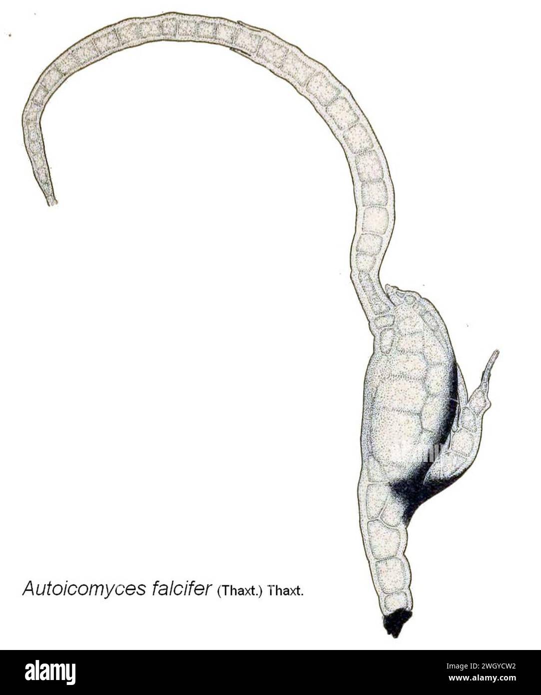Falcifer hi-res stock photography and images - Alamy