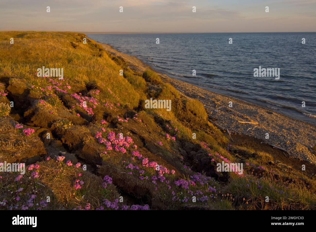 Alaska Dwarf-Primrose, Douglasia ochotensis, purple primrose flowering ...