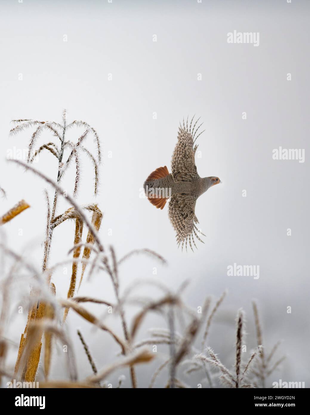 Flying partridge hi-res stock photography and images - Alamy