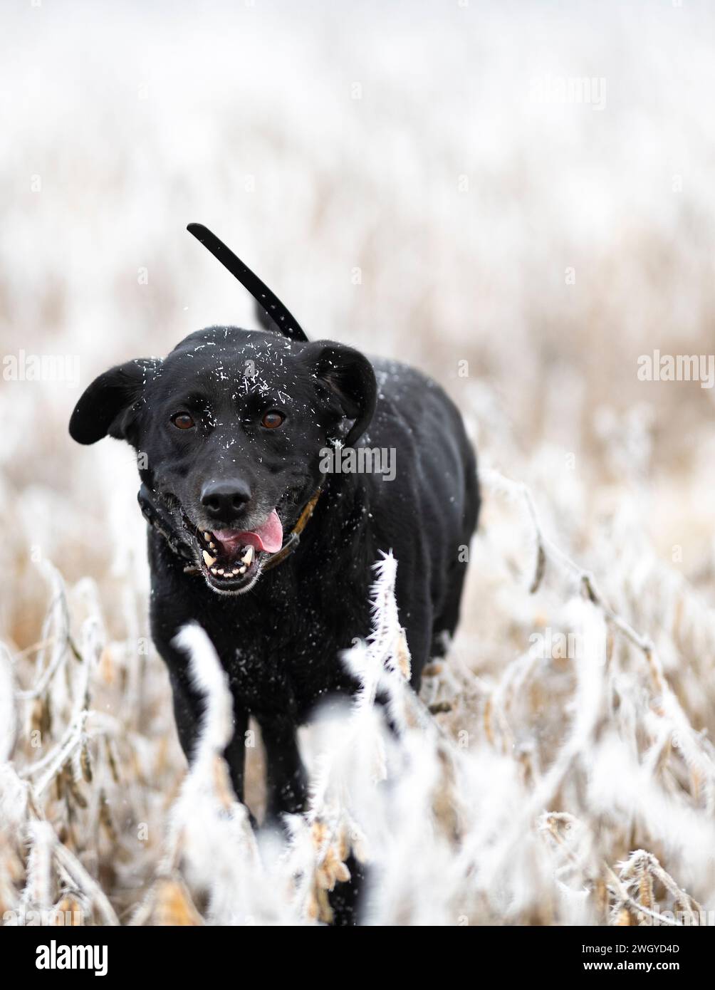 Labrador Retrievers on a pheasant hunt in South Dakota Stock Photo - Alamy