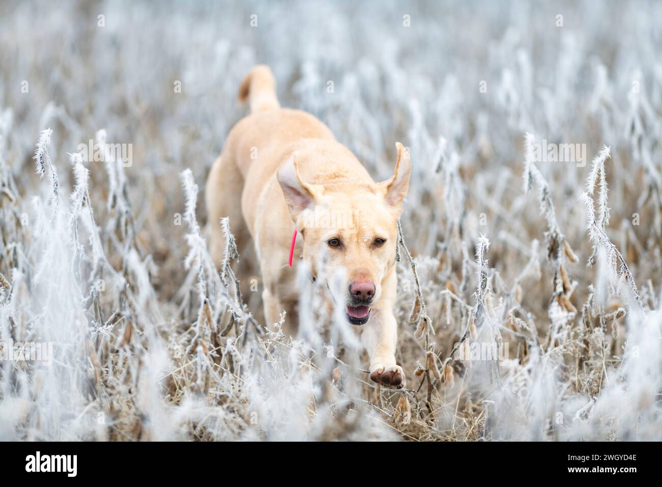Labrador Retrievers on a pheasant hunt in South Dakota Stock Photo - Alamy