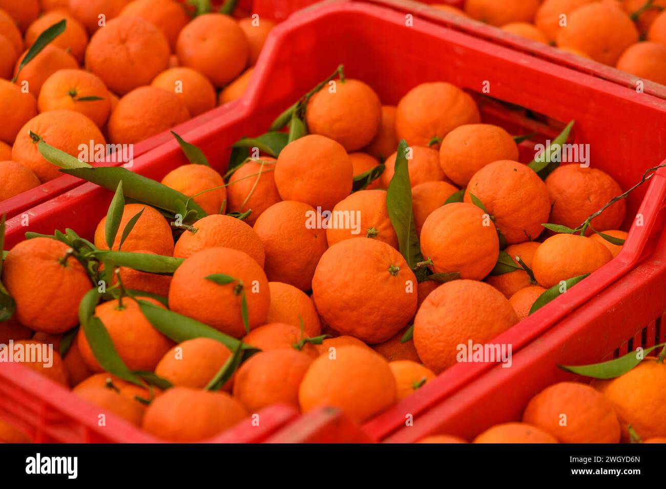 juicy fresh tangerines in boxes for sale in Cyprus in winter 28 Stock ...