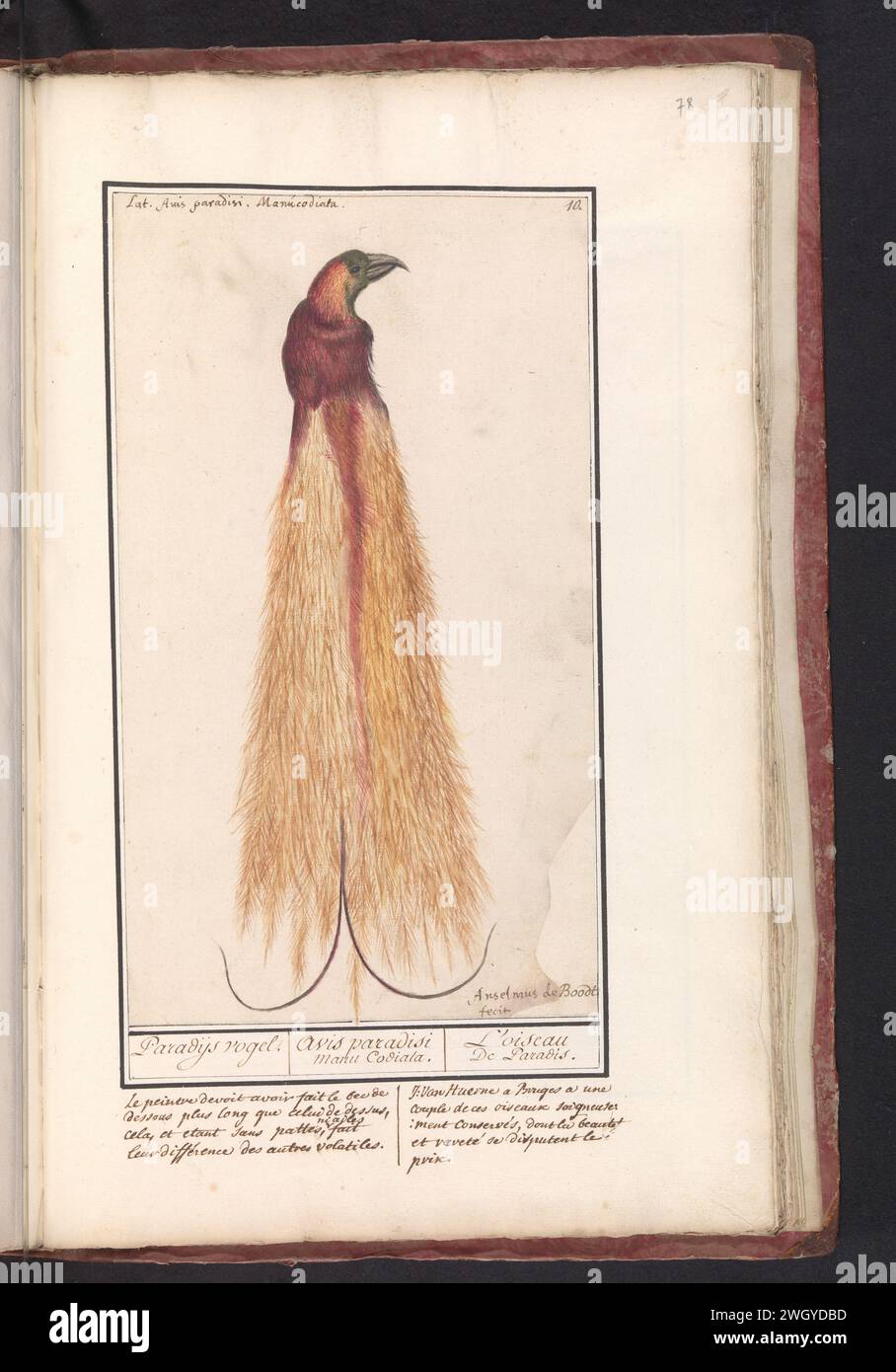 Emperor bird of paradise, paradisaea hi-res stock photography and ...