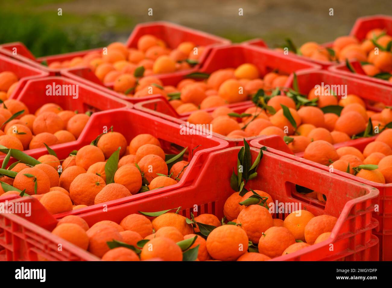 juicy fresh tangerines in boxes for sale in Cyprus in winter 29 Stock ...