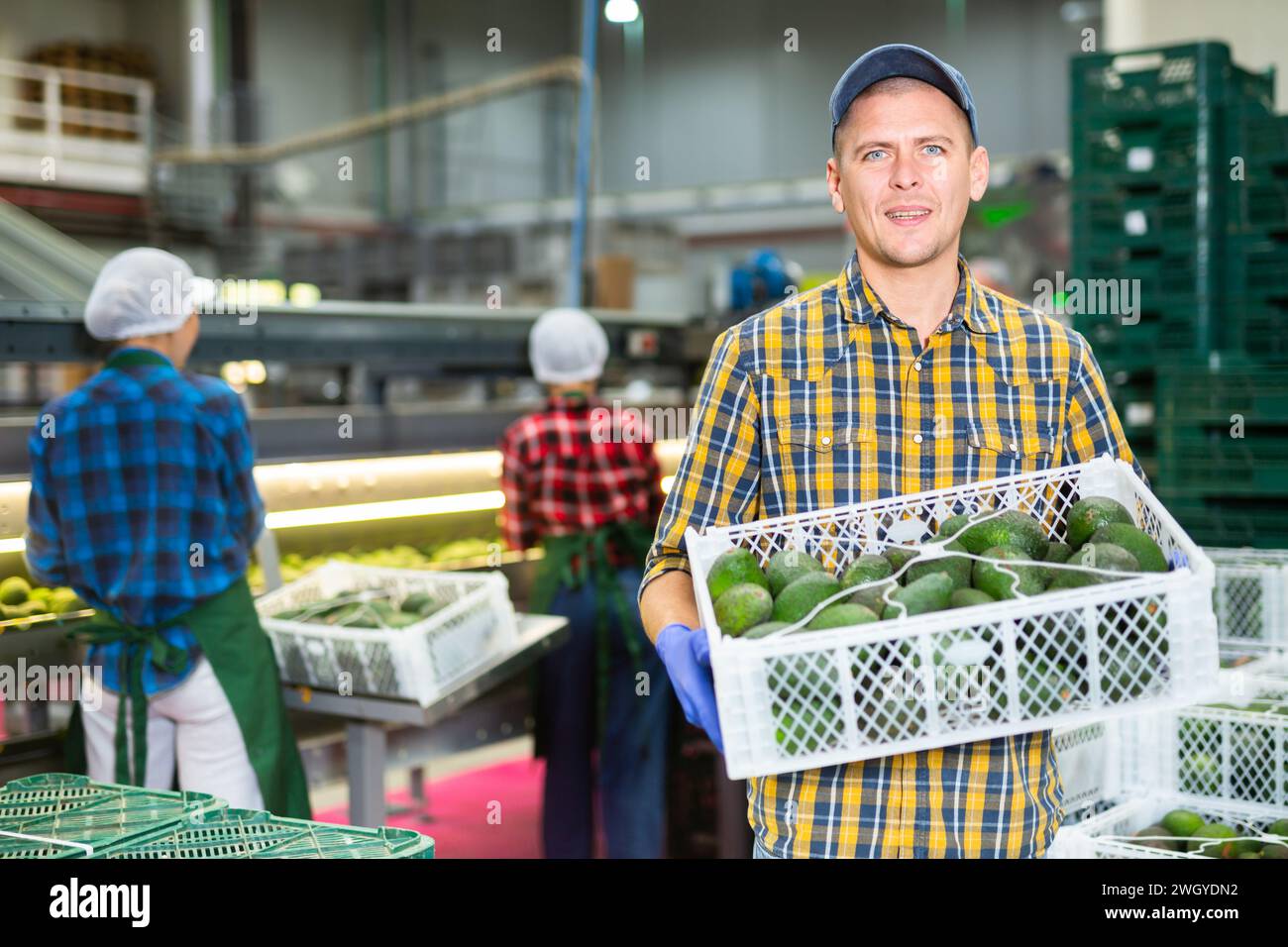Farmer preparing avocados in boxes for storage in agricultural farm ...