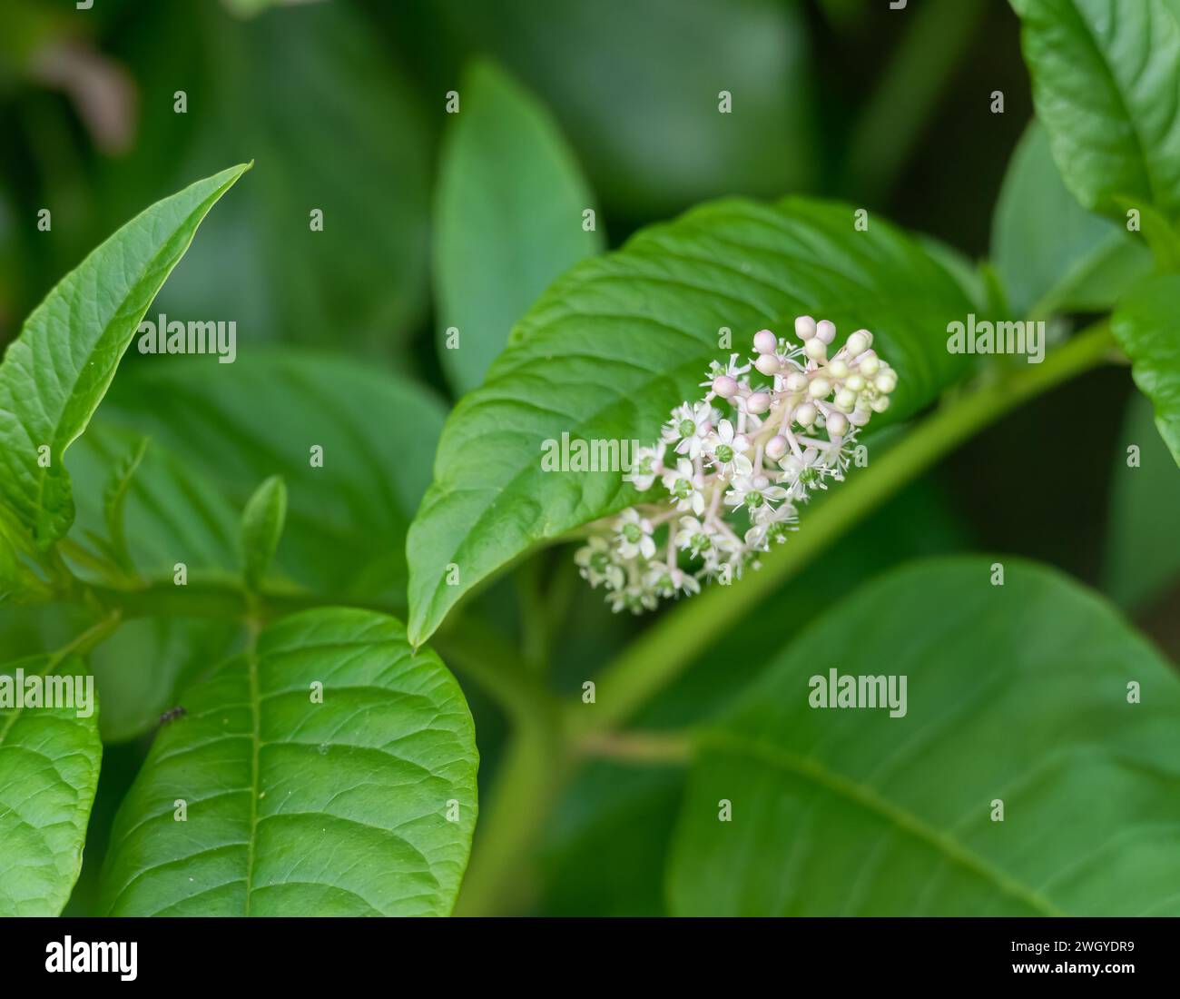 Common pokeweed hi-res stock photography and images - Alamy