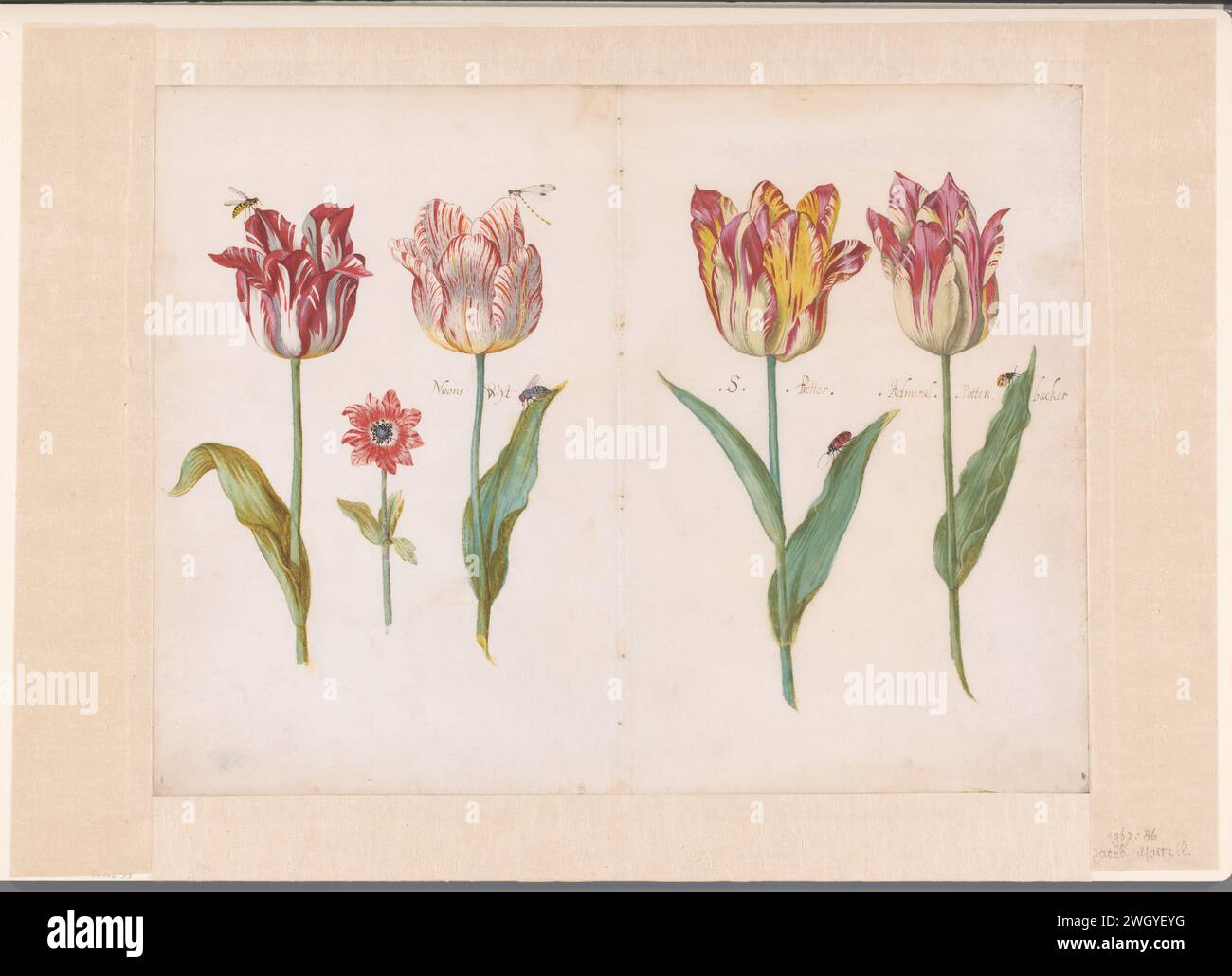 Sheet From A Tulip Book Jacob Marrel C 1640 Drawing Four Tulips sheet-from-a-tulip-book-jacob-marrel-c-1640-drawing-four-tulips