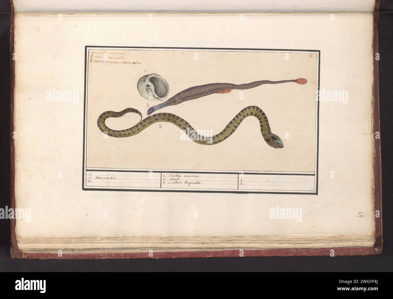 Sea shell, Zeenaald (Syngnathus) and Waterslang (Natrix), Anselmus ...