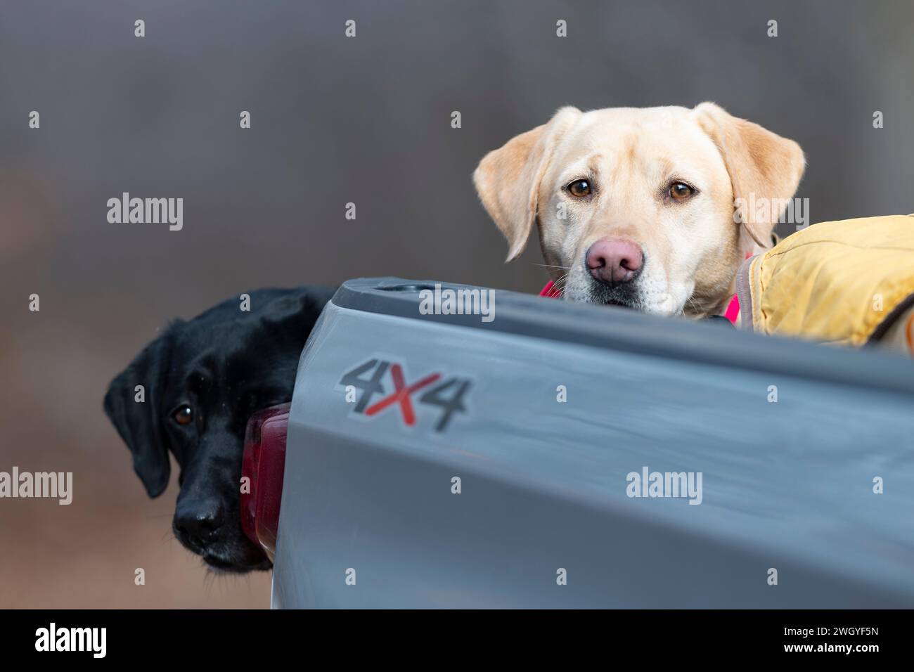 Labrador Retrievers on a pheasant hunt in South Dakota Stock Photo - Alamy