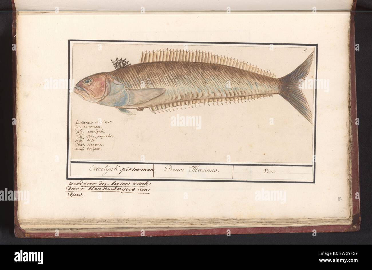 Perpetrator (perciformes), possibly a Pieterman (Trachinus), Anselmus ...
