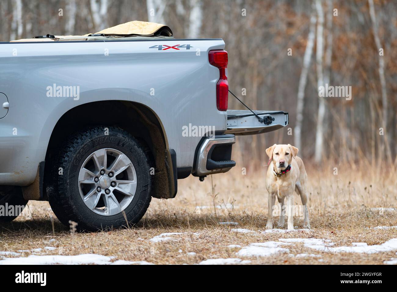 Labrador Retrievers on a pheasant hunt in South Dakota Stock Photo - Alamy