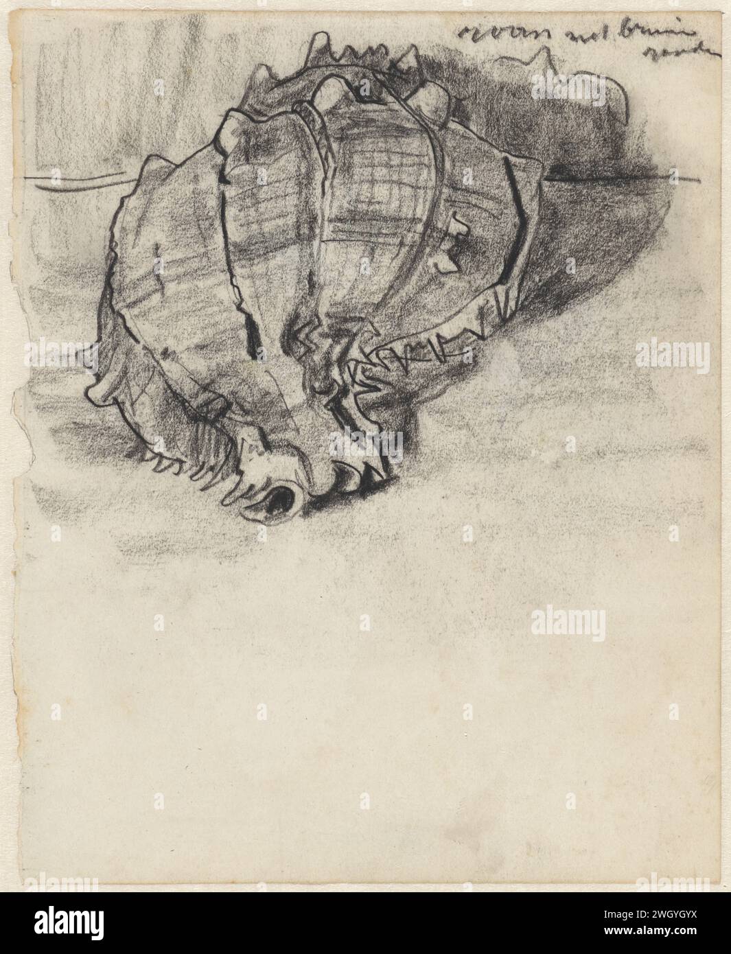 Study of a shell, Theo Nieuwenhuis, 1876 - 1951 drawing paper. chalk ...