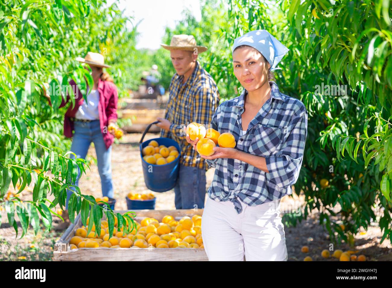 Smiling Asian female farm worker holding peaches in orchard Stock Photo ...