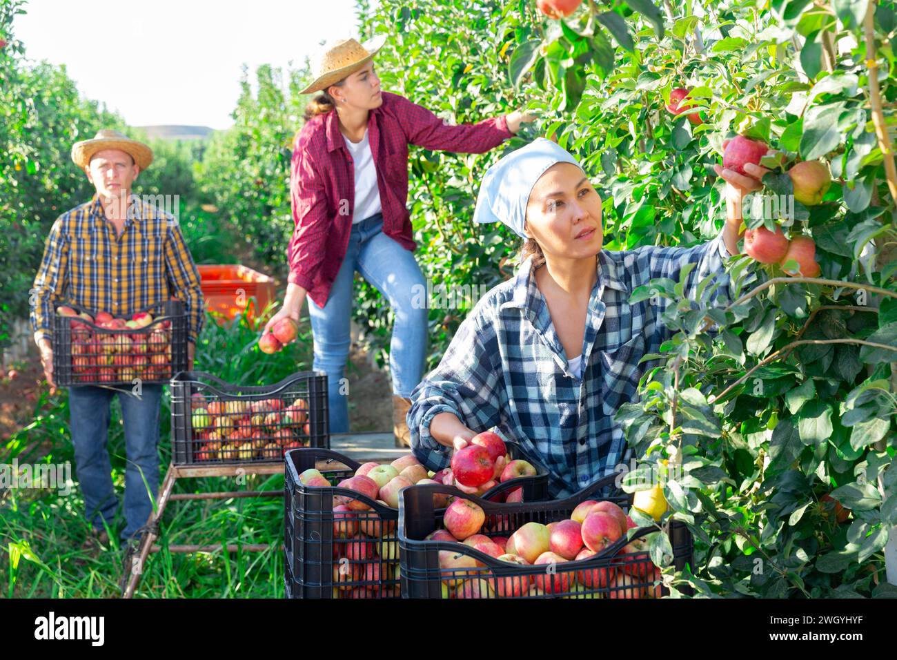Group of farm workers harvesting apples at orchard Stock Photo - Alamy