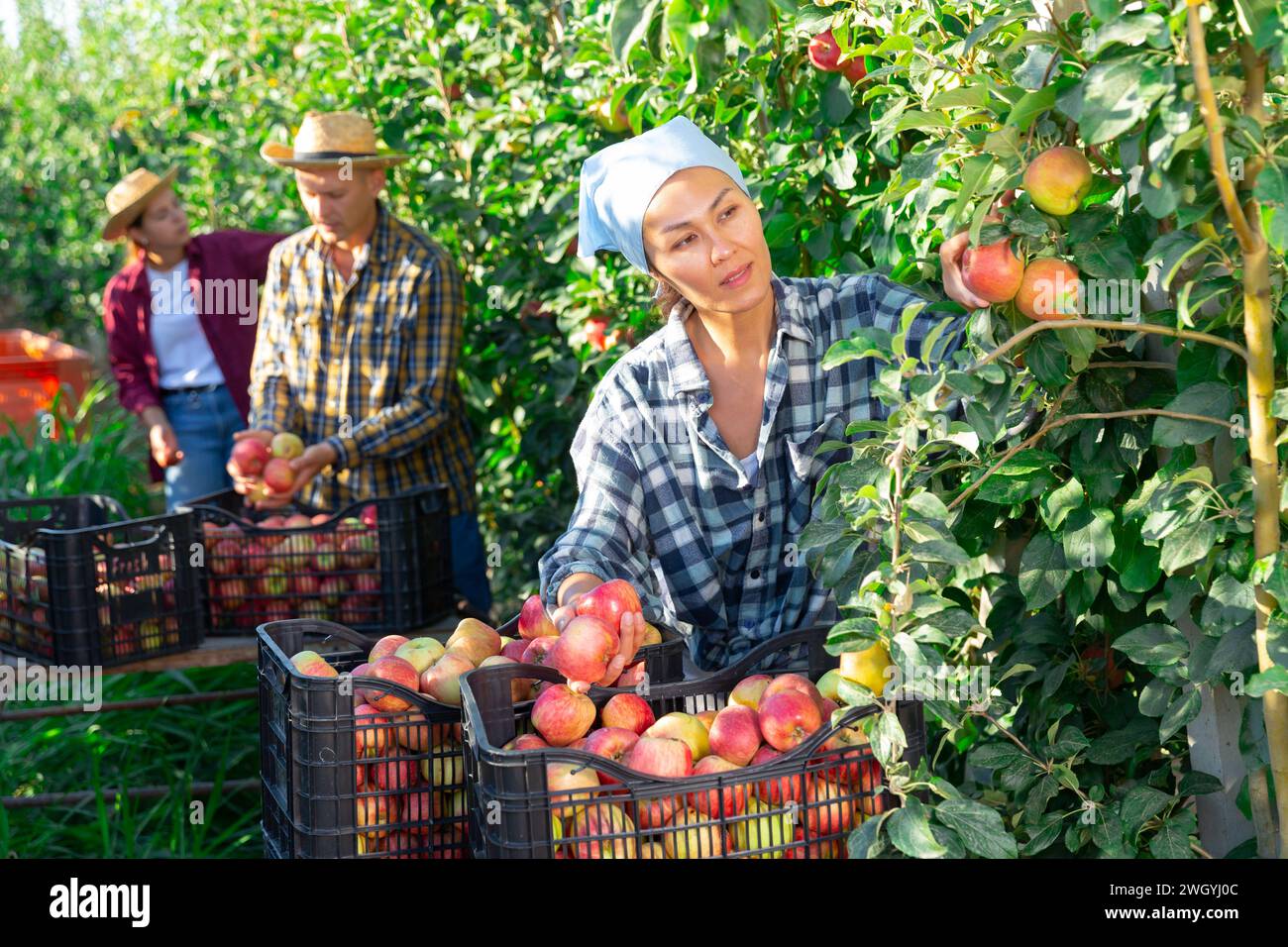 Asian female farmer gathering crop of apples in orchard Stock Photo - Alamy