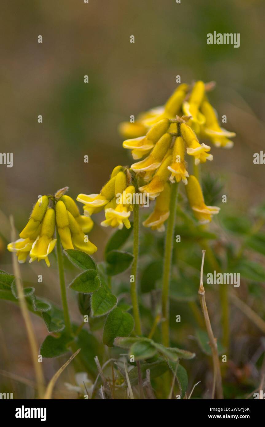 Tundra Milkvetch Astragalus Umbellatus flowering in the arctic tundra ...