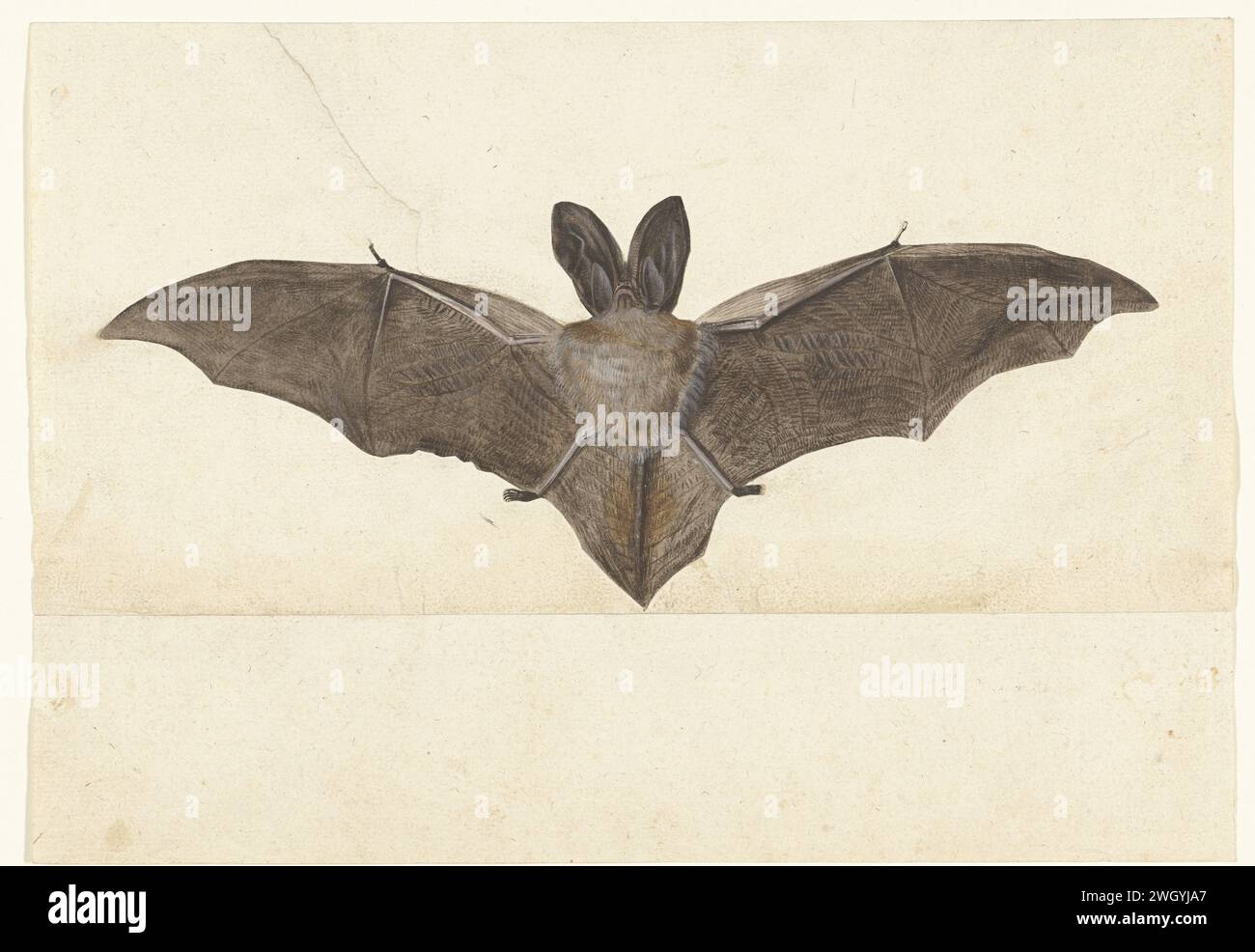 Flying bat sketch hi-res stock photography and images - Alamy