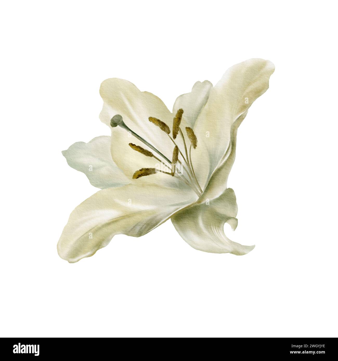 White lilies at the Feast of the Annunciation of the Blessed Virgin ...