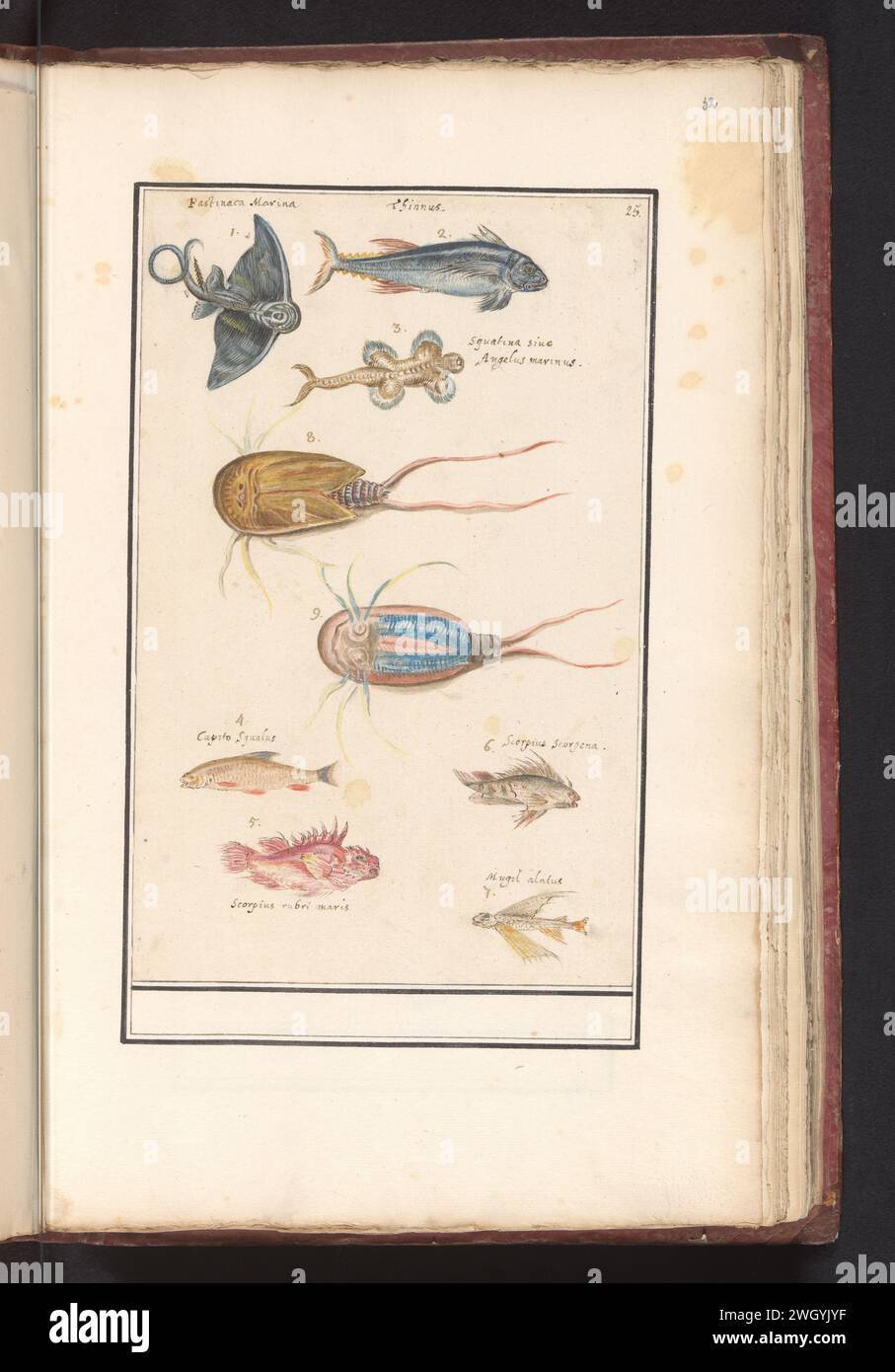 Leaf with seven different fish and a sword's crab, Anselmus Boëtius de ...
