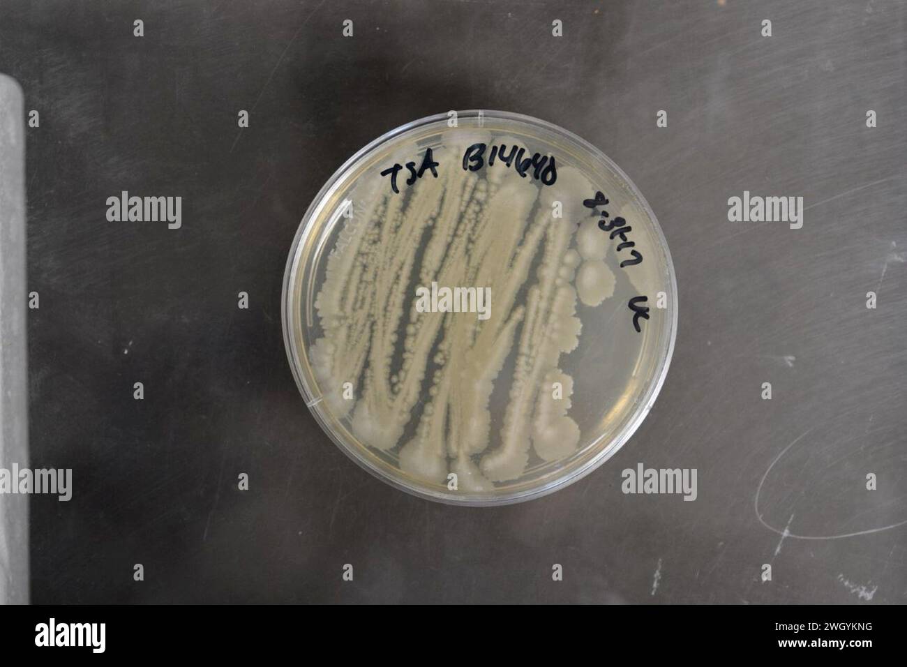 Azotobacter beijerinckii NRRL B-14640 (Type Strain Stock Photo - Alamy