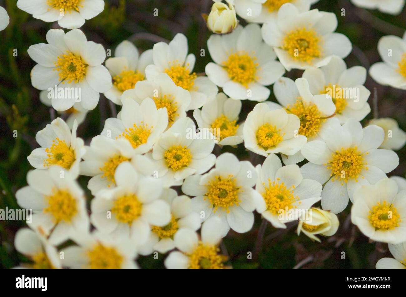 White mountain avens Dryas integrifolia flowering in the arctic tundra ...