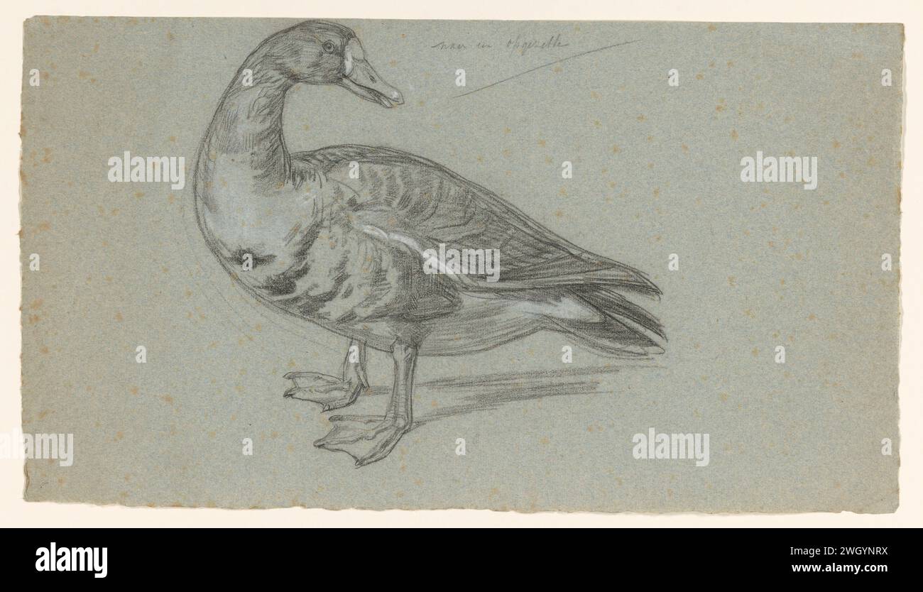 Sketch of a stuffed duck, August Allebé, 1848 - 1927 drawing paper ...