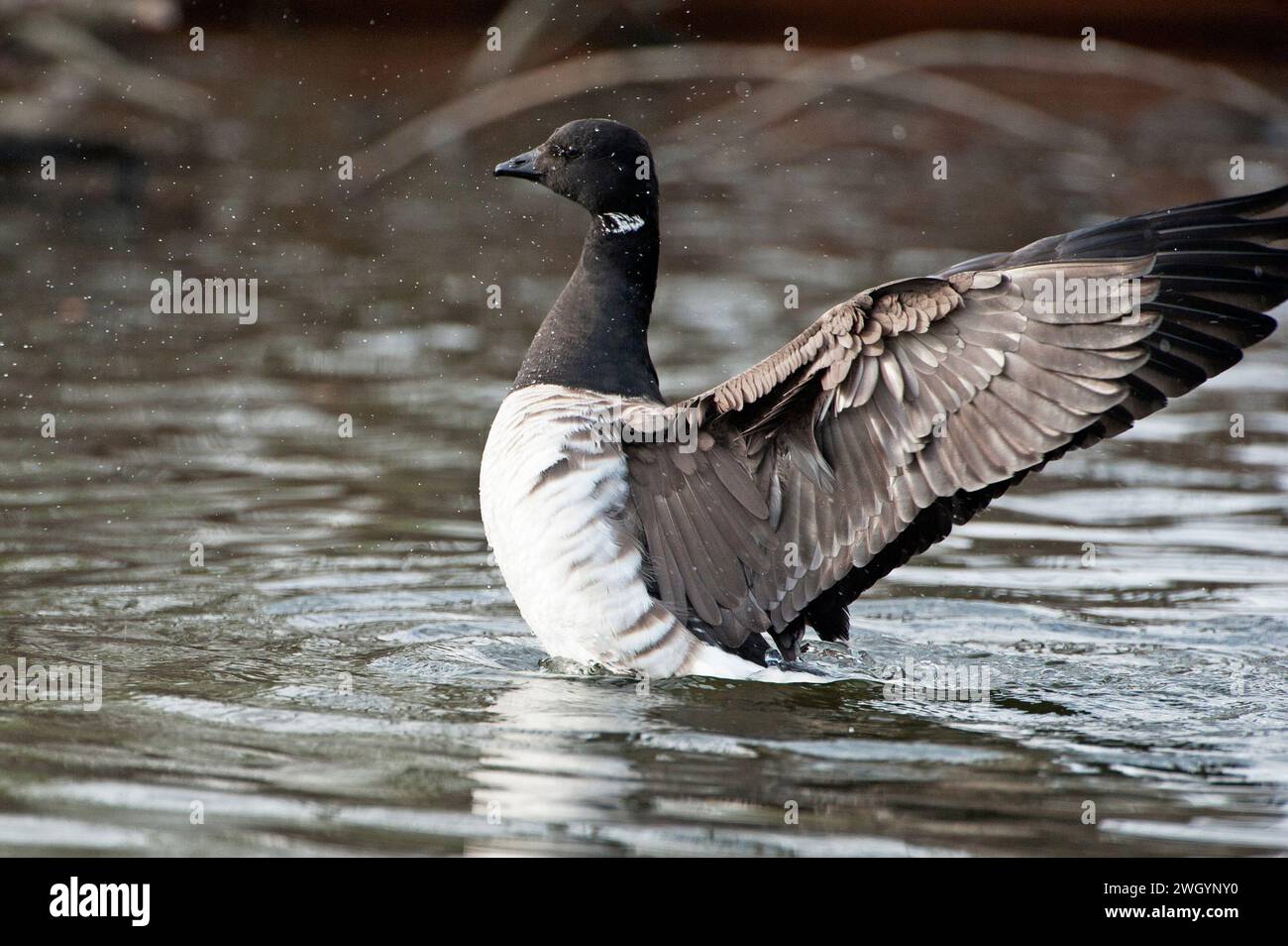 Atlantic brant hi-res stock photography and images - Alamy