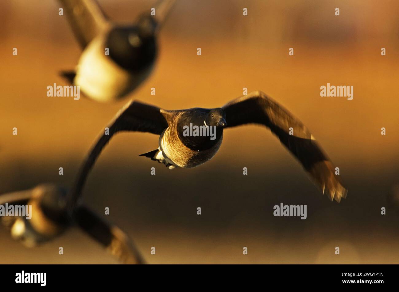 Atlantic brant flight Stock Photo - Alamy
