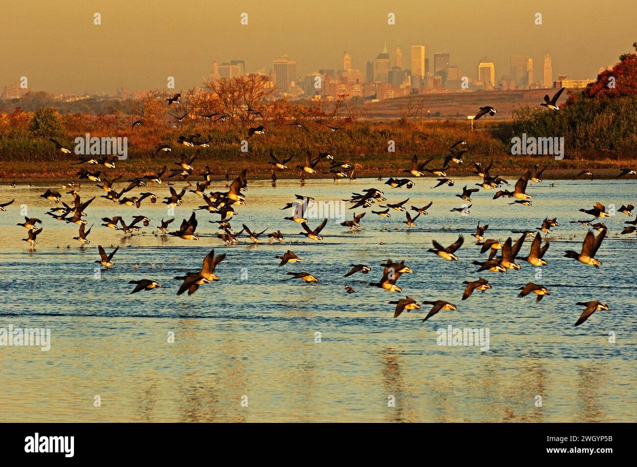 Large flock of Atlantic brant flight at Jamaica Bay Wildlife Refuge ...