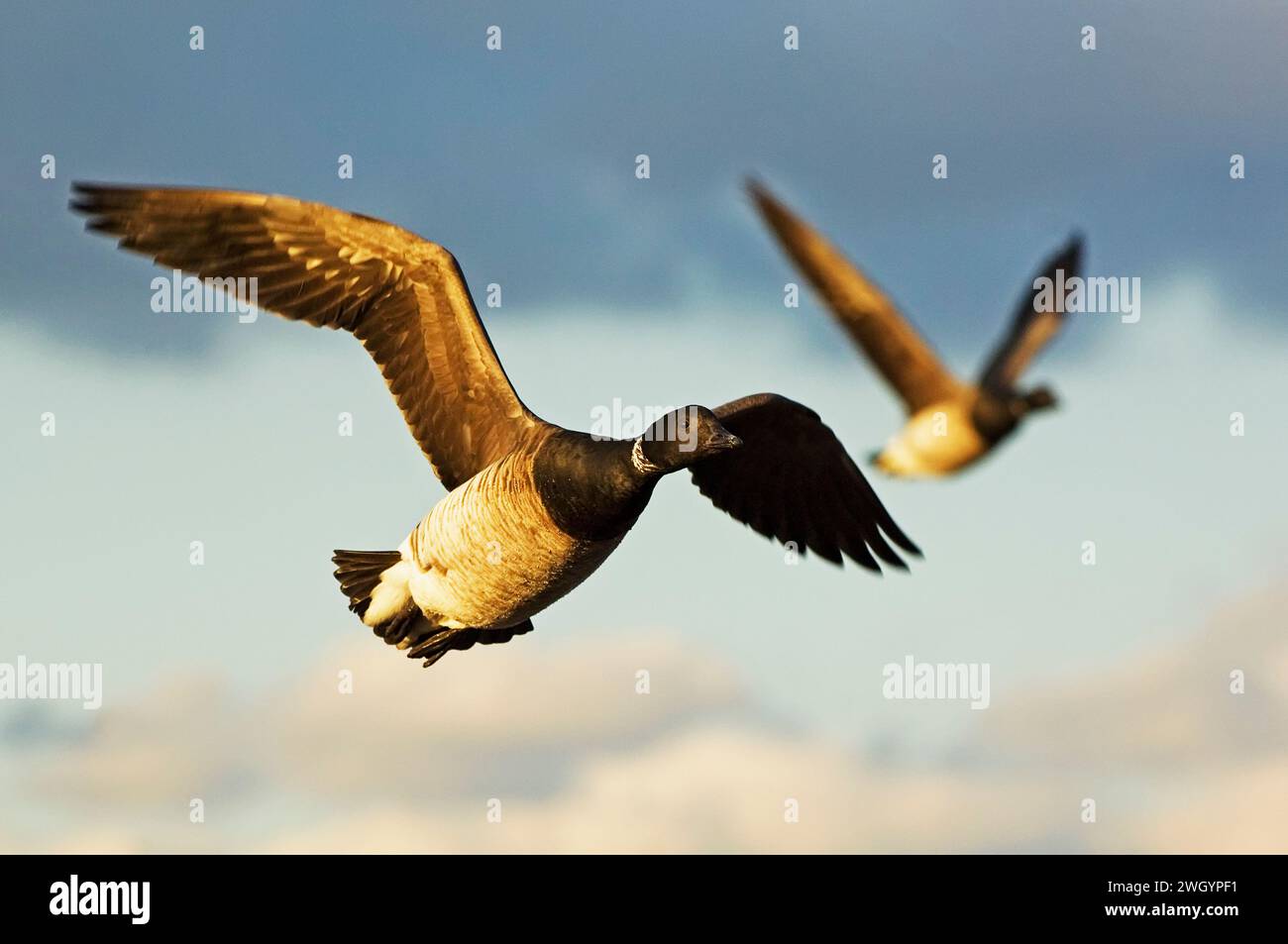 Atlantic brant flight Stock Photo - Alamy