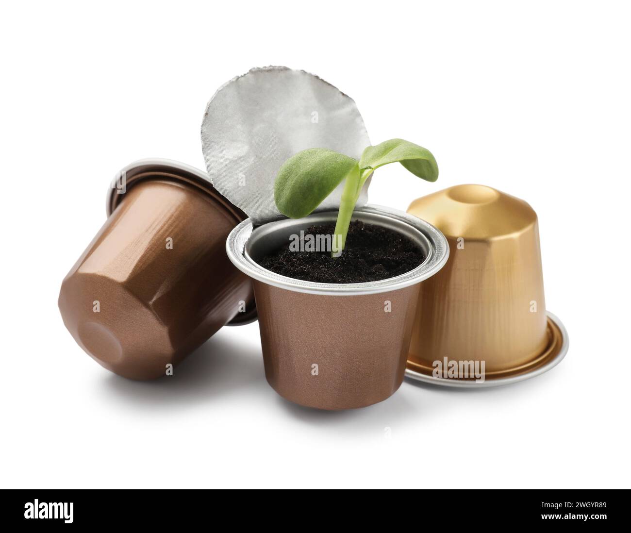 Green seedling growing in coffee capsule isolated on white Stock Photo ...