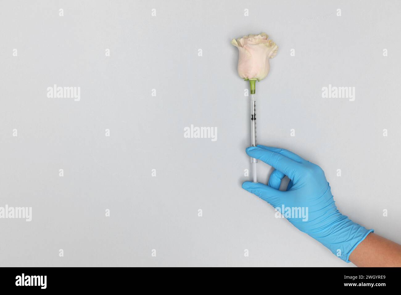 Doctor making injection to rose on light grey background, top view ...