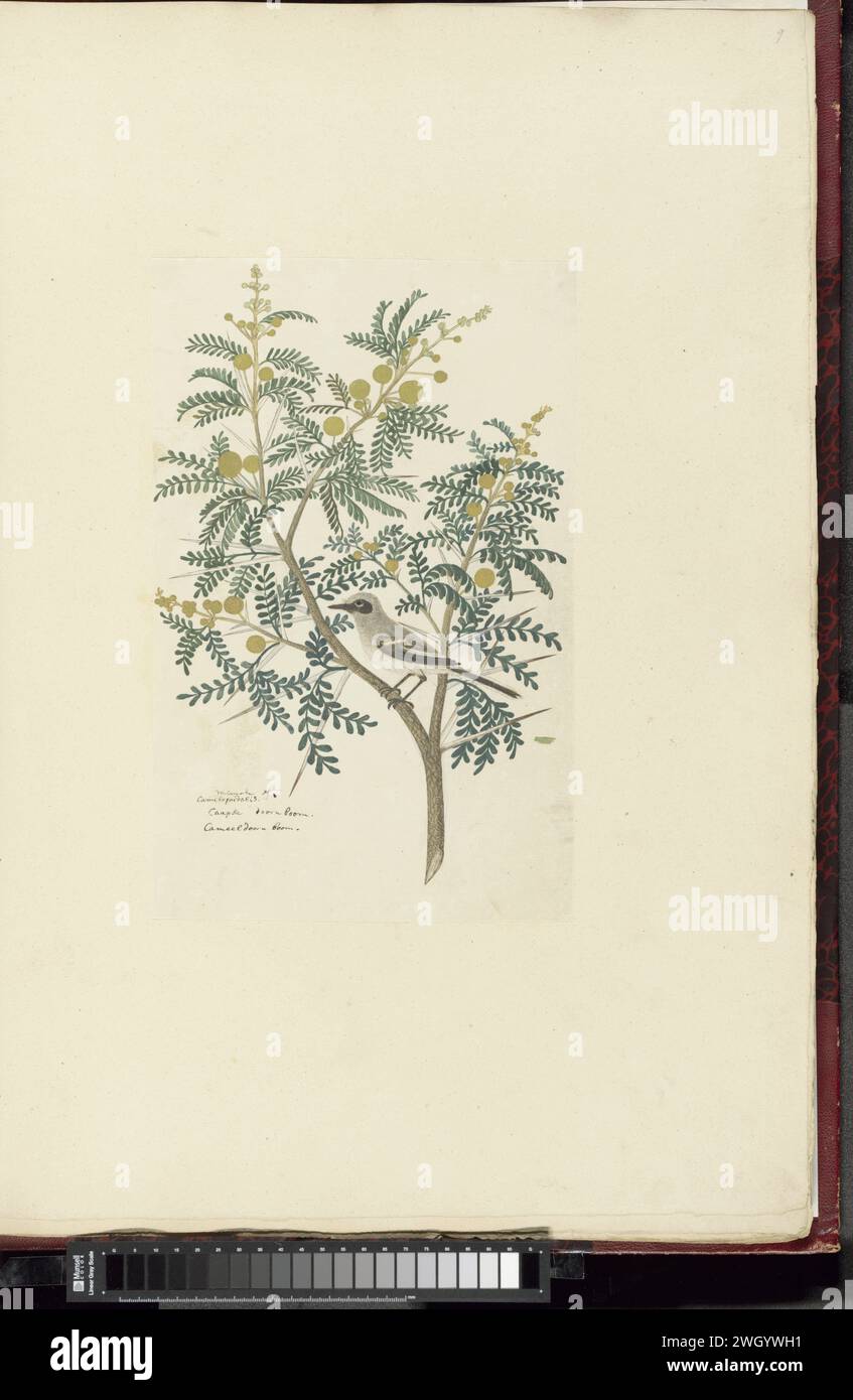 Acacia karroo hayne hi-res stock photography and images - Alamy