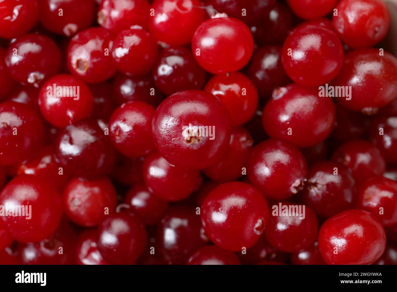 Pile fresh ripe cranberries hi-res stock photography and images - Alamy
