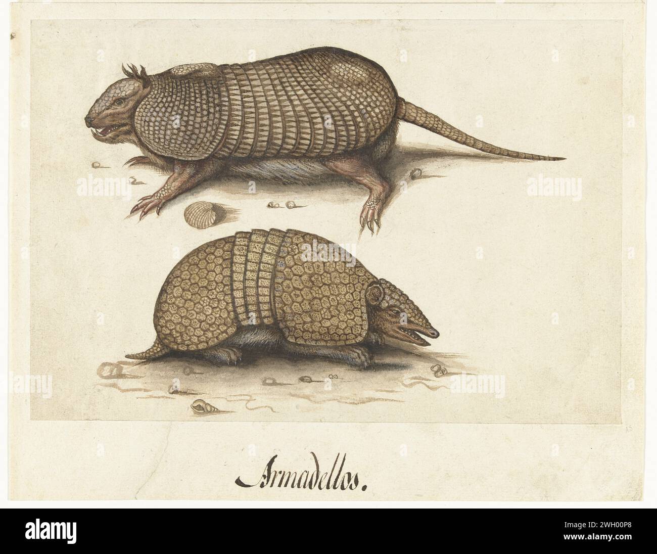 Armadillo album hi-res stock photography and images - Alamy