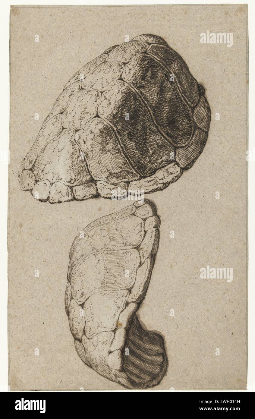 Study of a shell of a tortoise, Jacques de Gheyn (III) (attributed to ...