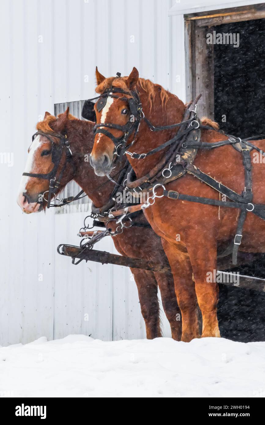 Amish team of Belgian draft horses ready for work in Mecosta County ...