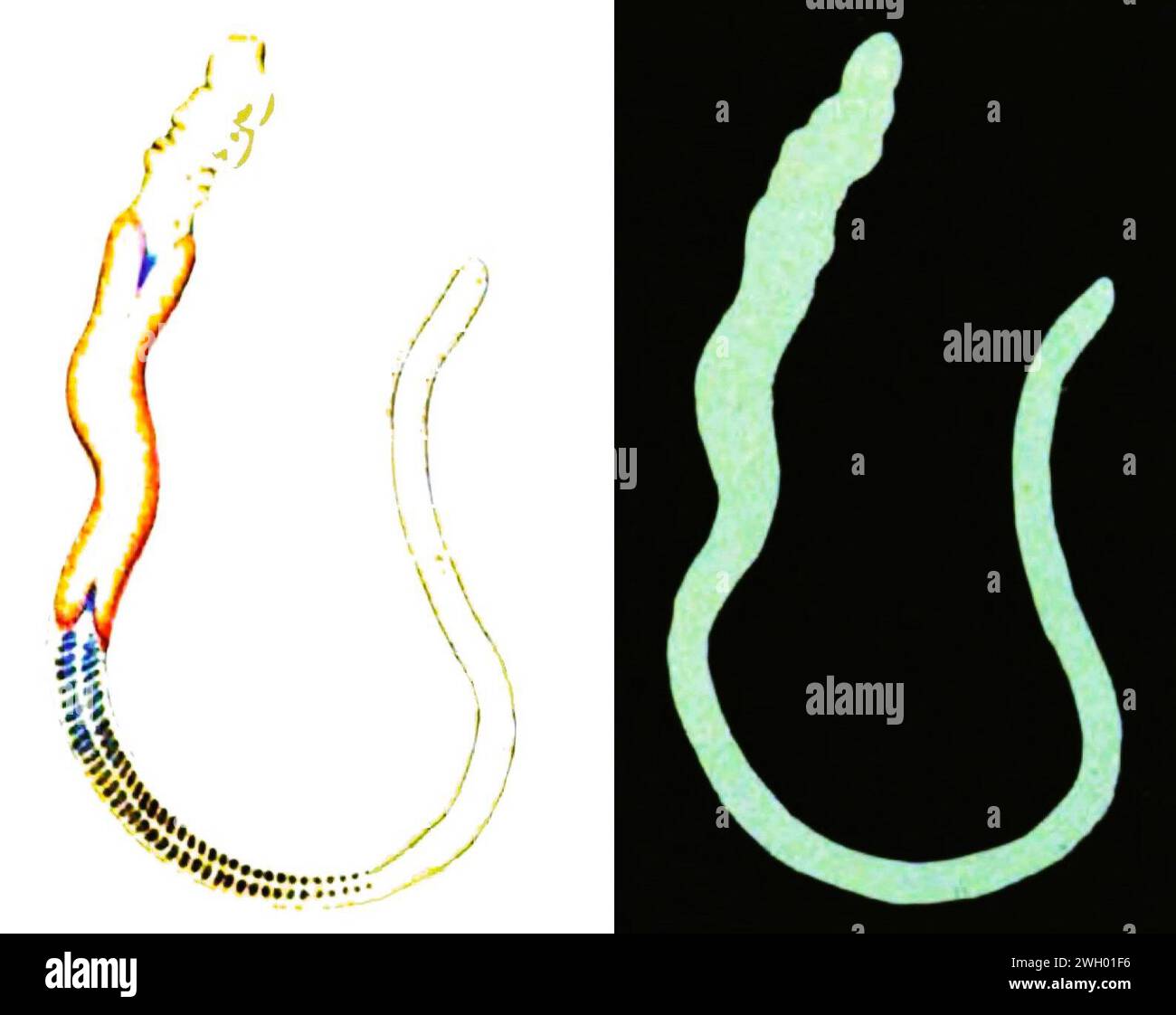 Balanoglossus hi-res stock photography and images - Alamy