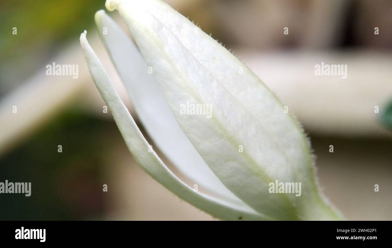 Abstract palm tree paintings hi-res stock photography and images - Alamy