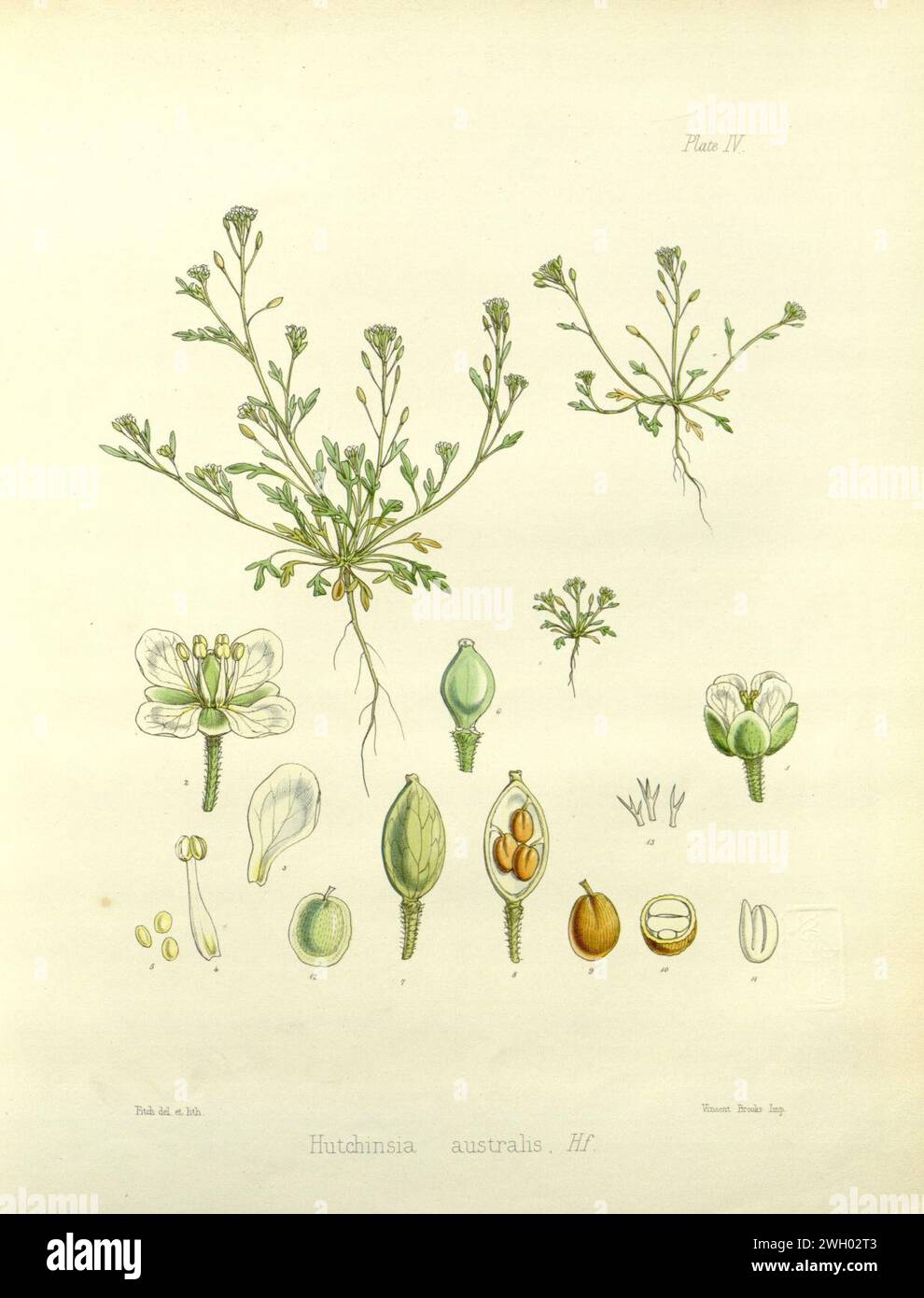 Ballantinia antipoda (drawing by Fitch Stock Photo - Alamy