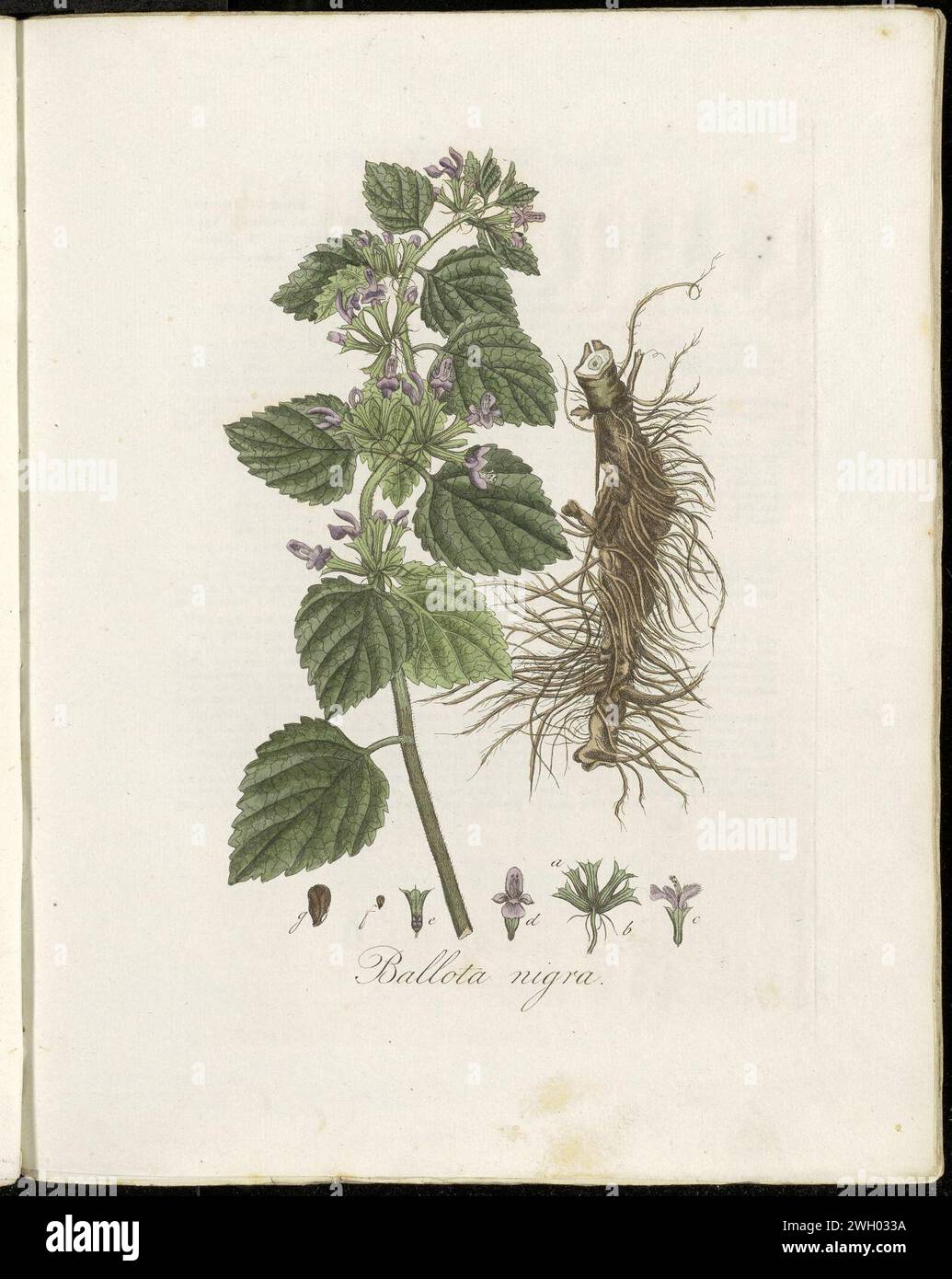 Ballota nigra (modern=Ballota nigra subsp. meridionalis Stock Photo - Alamy