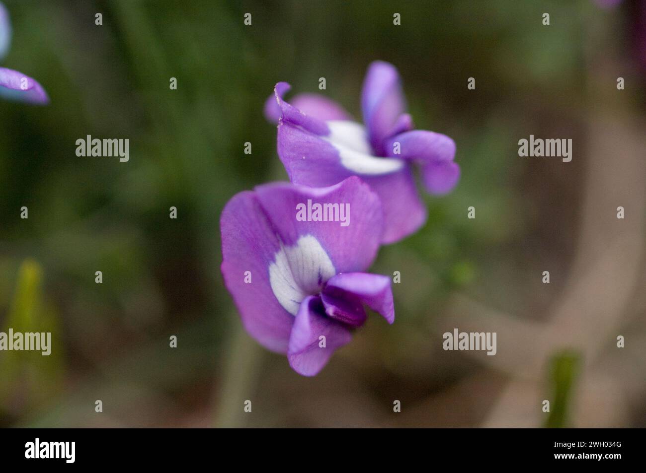 alpine sweetvetch Hedysarum alpinum legume family masu in the Iñupiaq ...