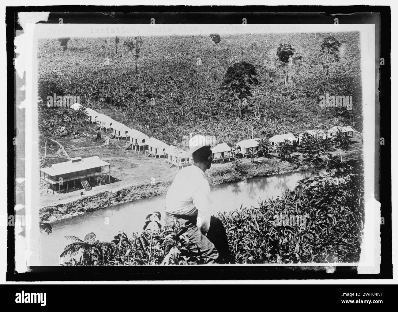 Banana plantation, Costa Rica Stock Photo - Alamy