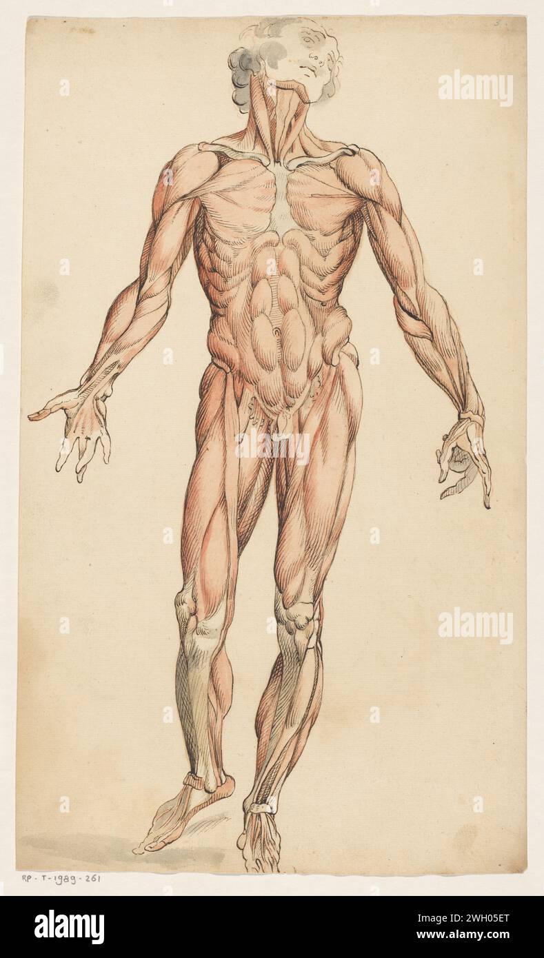 Muscles of the human body, anonymous, 1600 - 1649 drawing Numbered at ...