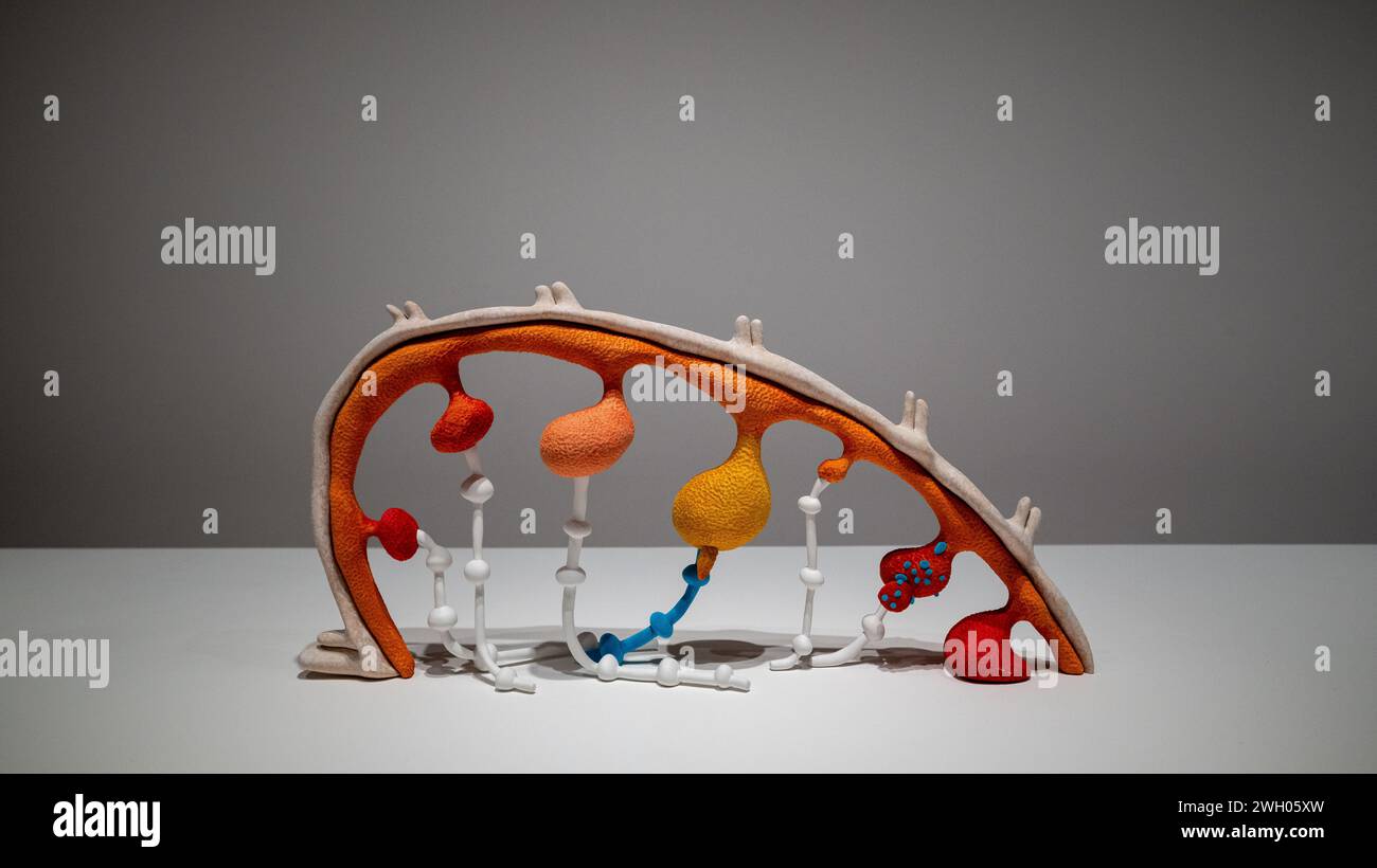 London, UK, 6th February 2024, When Forms Come Alive: Sixty Years of ...